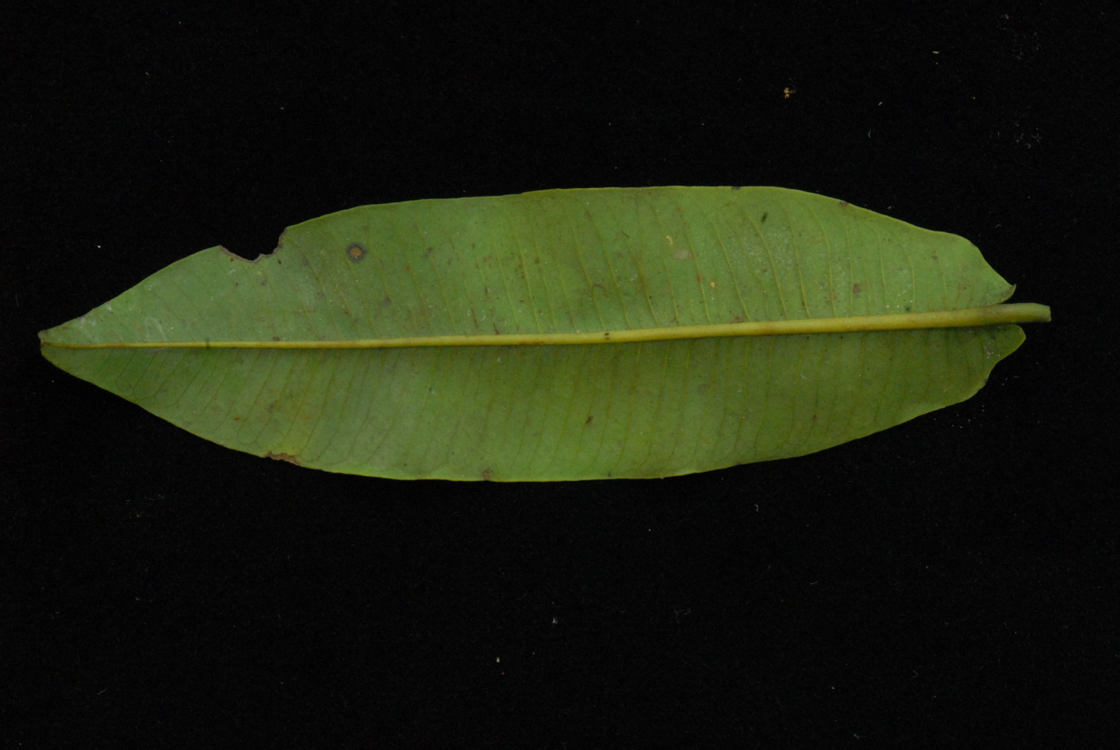Árboles de Yasuní - Ecuador