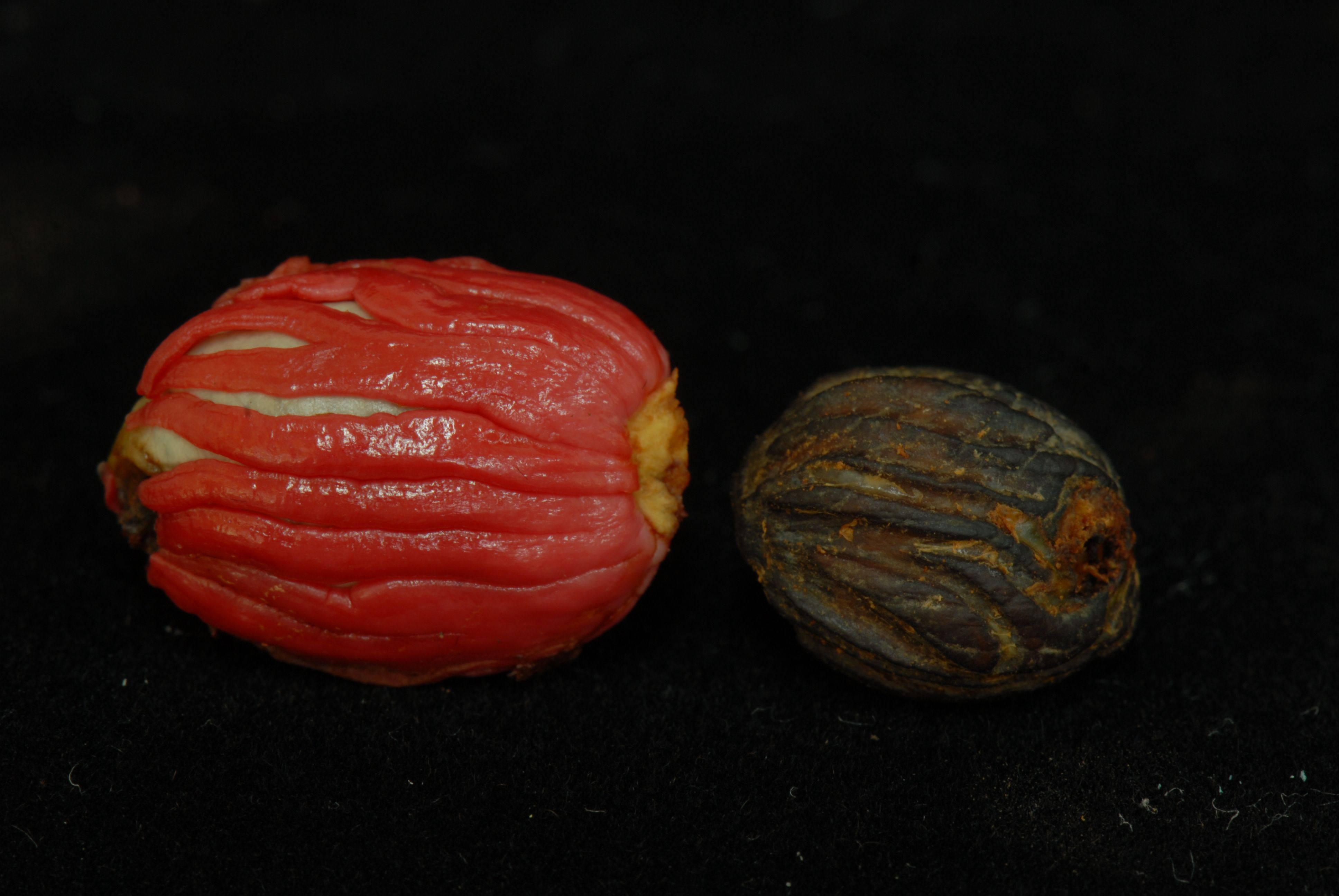 Árboles de Yasuní - Ecuador