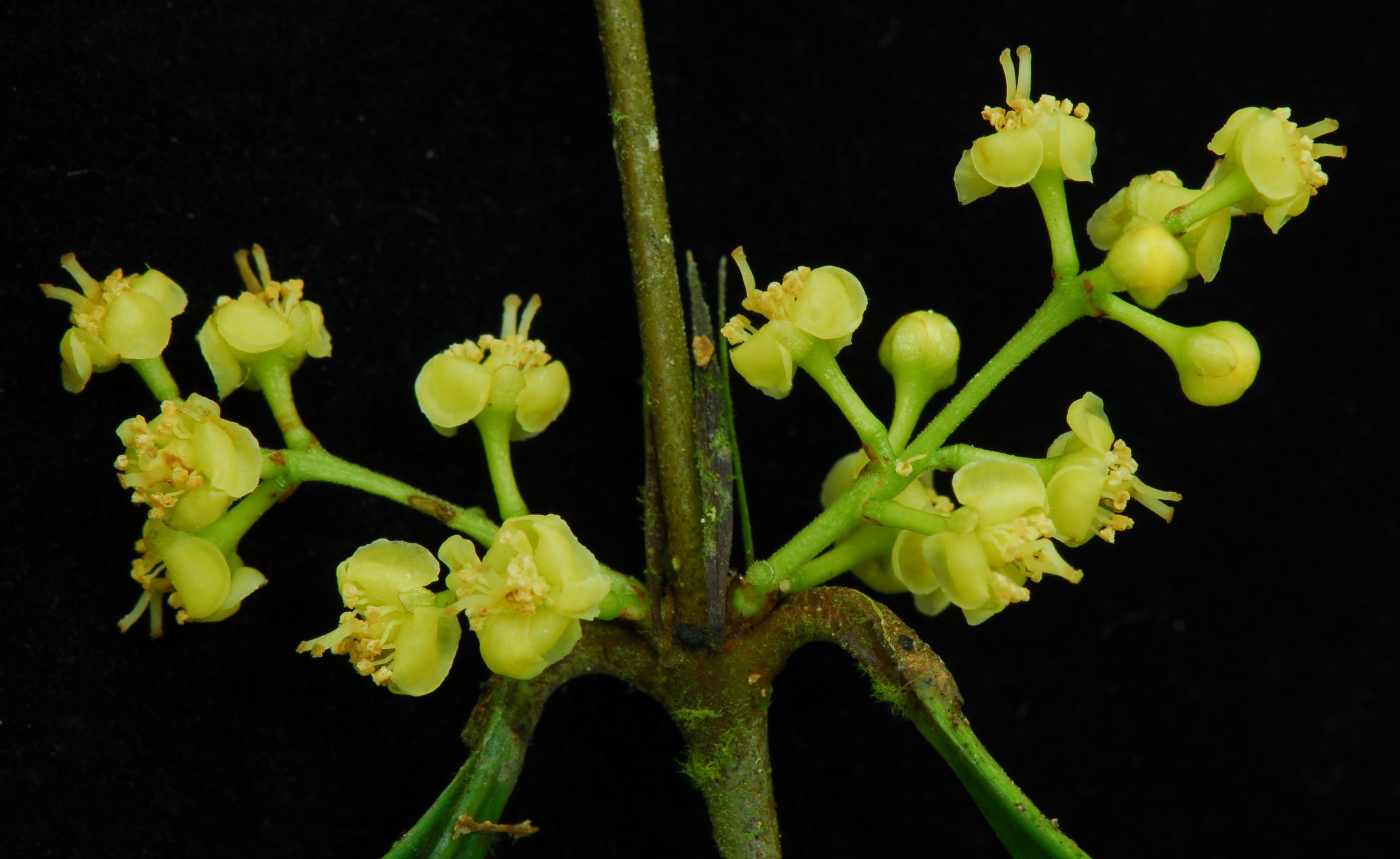 Árboles de Yasuní - Ecuador