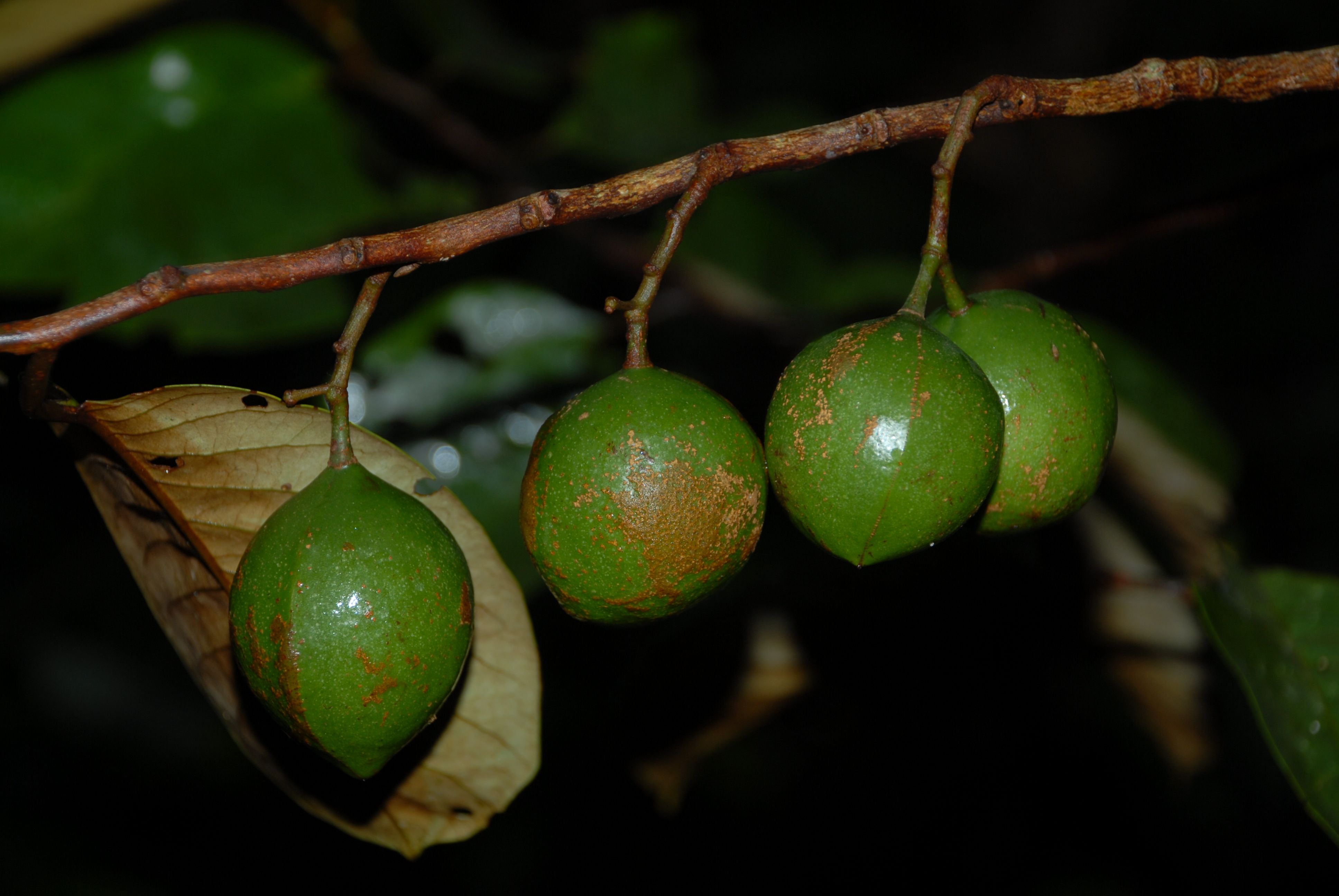 Árboles de Yasuní - Ecuador