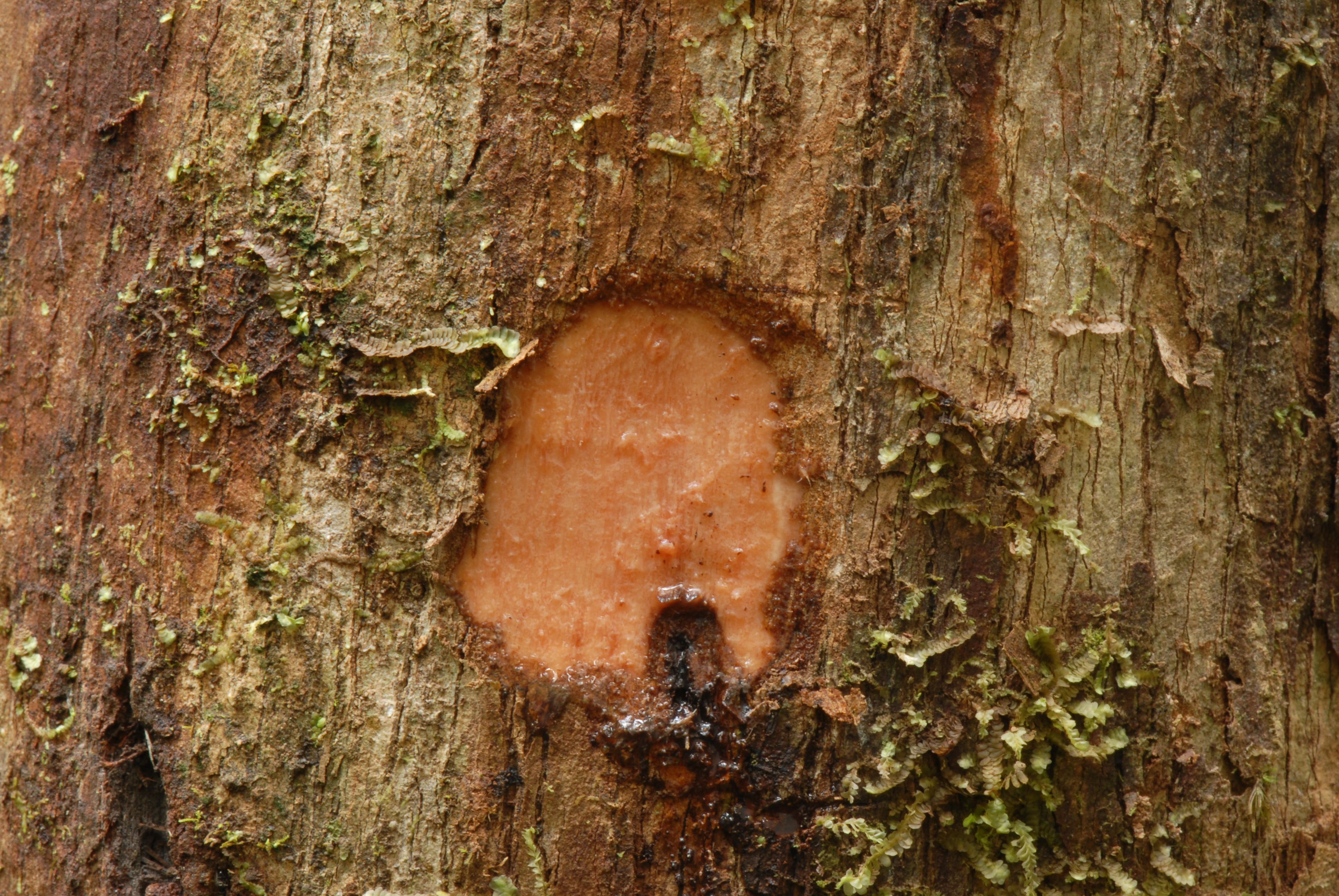 Árboles de Yasuní - Ecuador