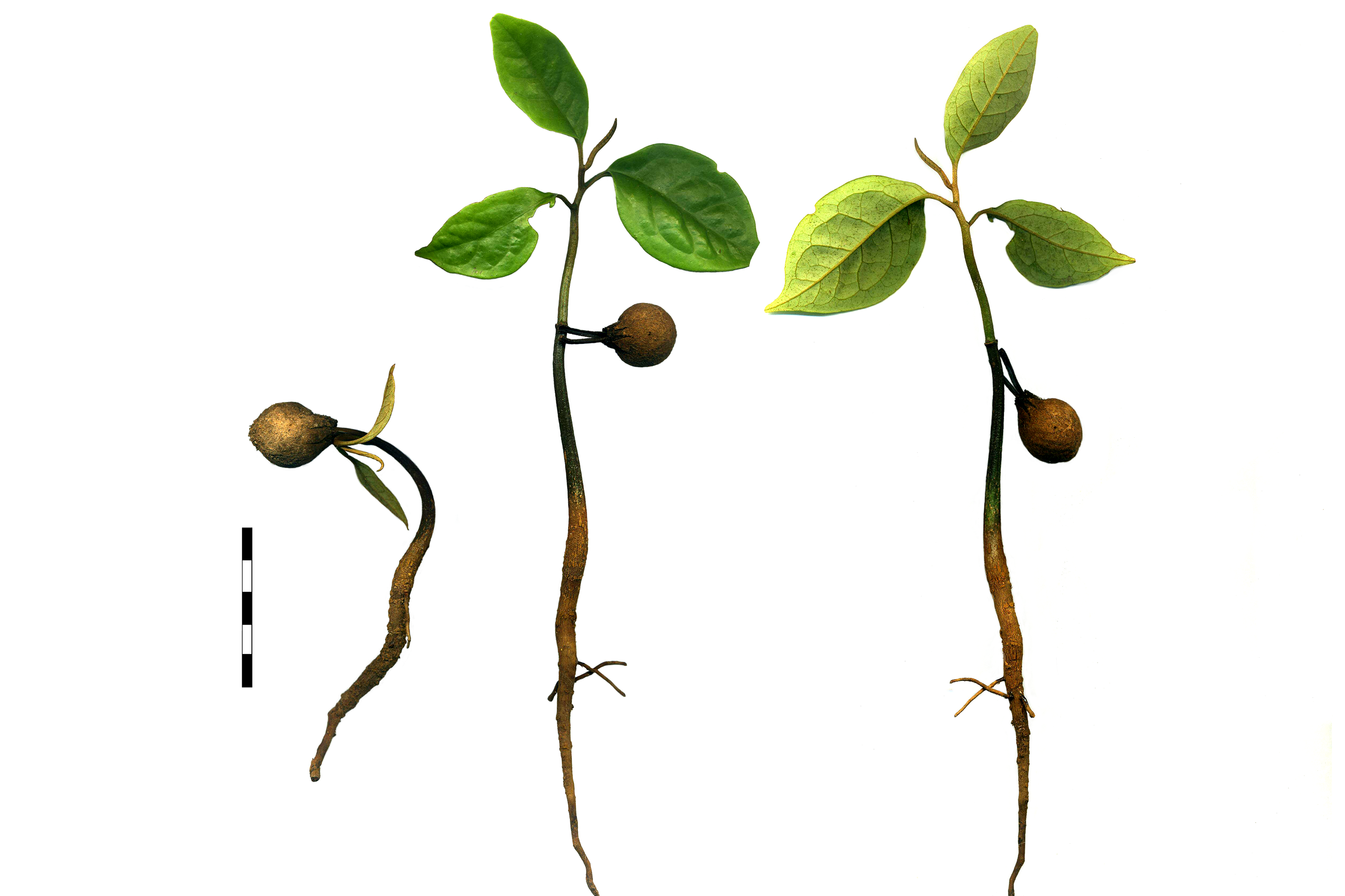 Árboles de Yasuní - Ecuador