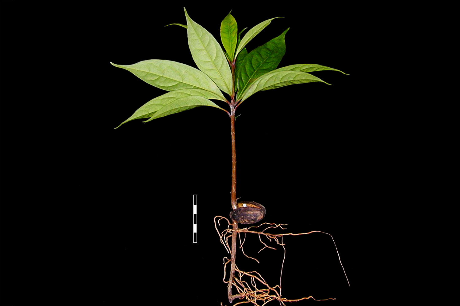 Árboles de Yasuní - Ecuador