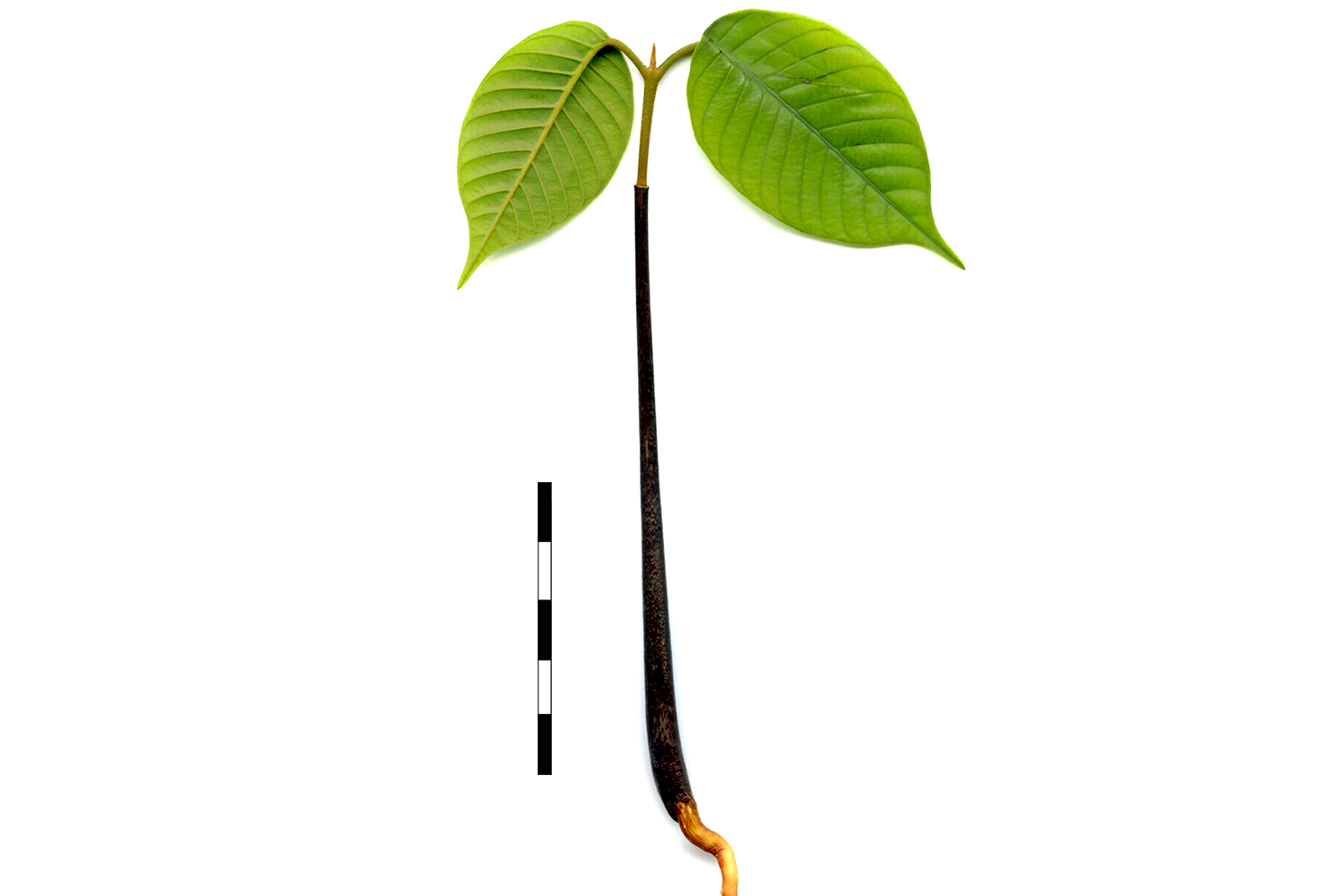 Árboles de Yasuní - Ecuador