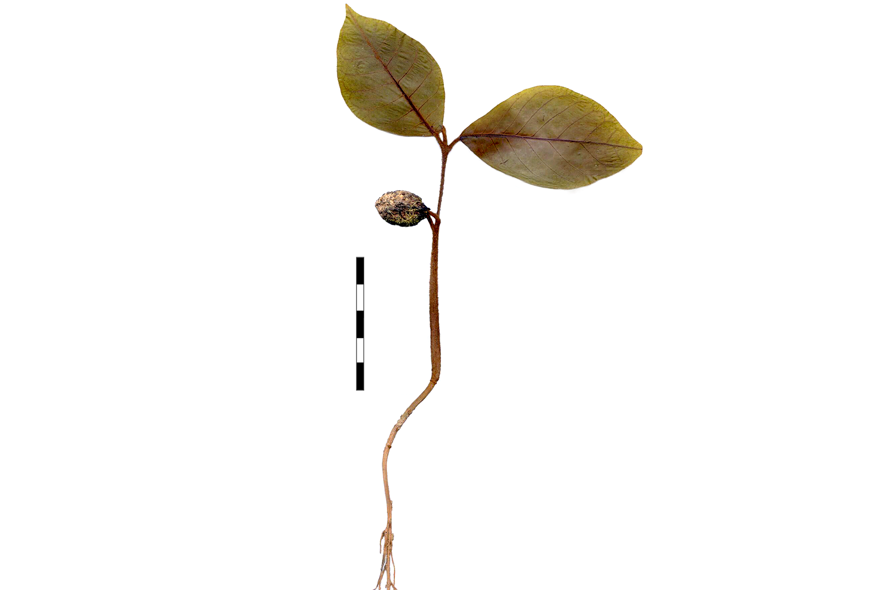Árboles de Yasuní - Ecuador