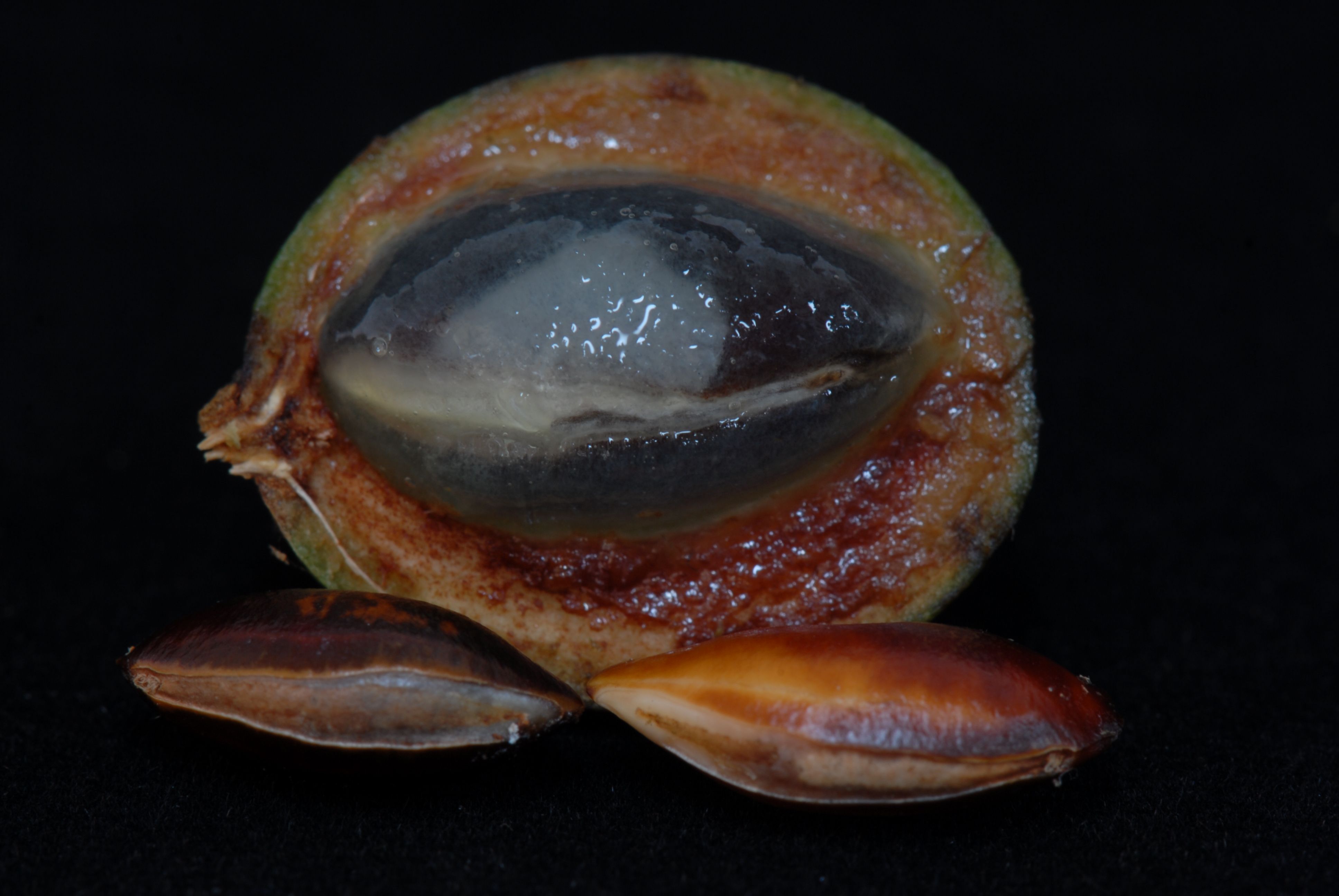 Árboles de Yasuní - Ecuador