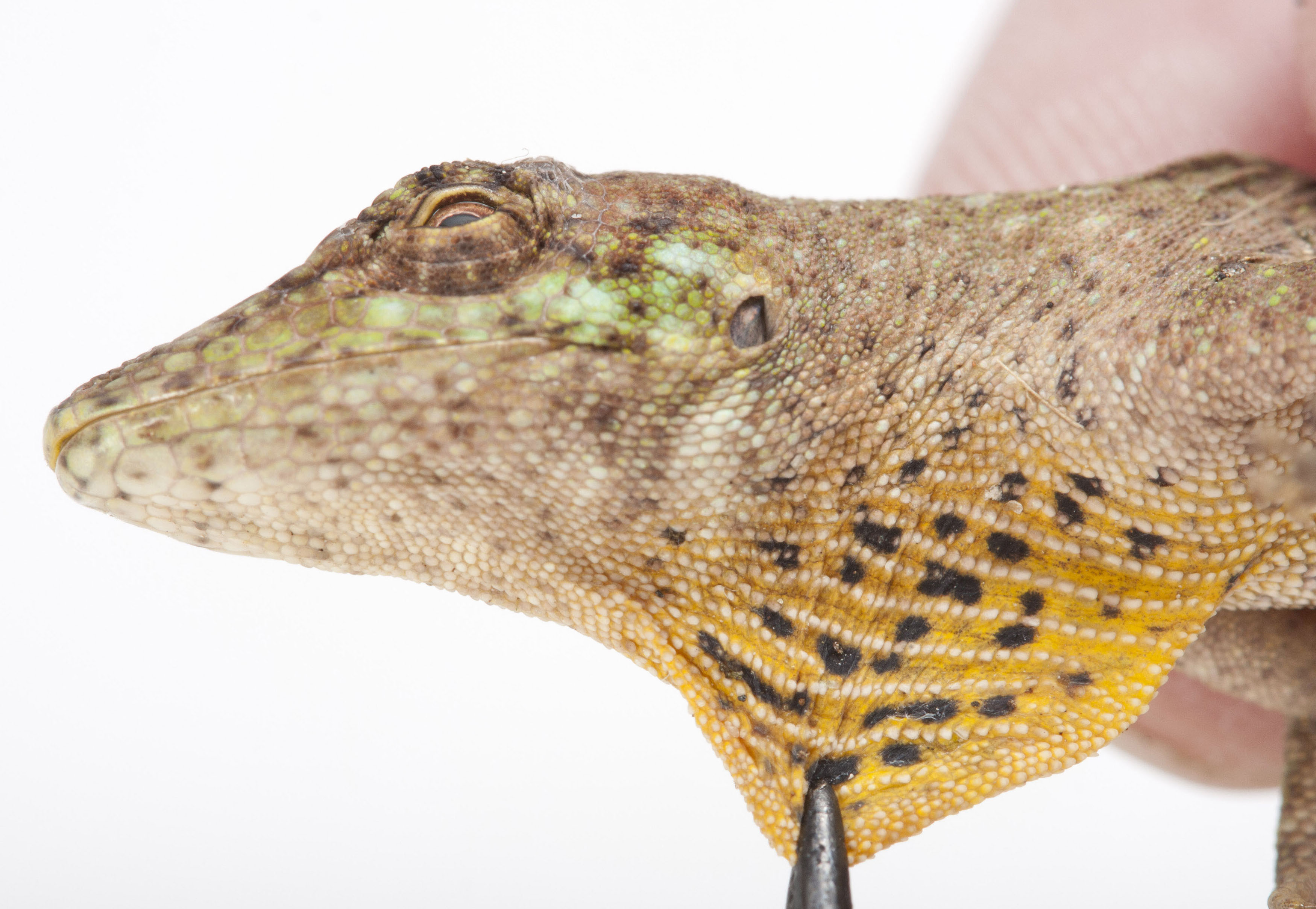 Reptiles del Ecuador