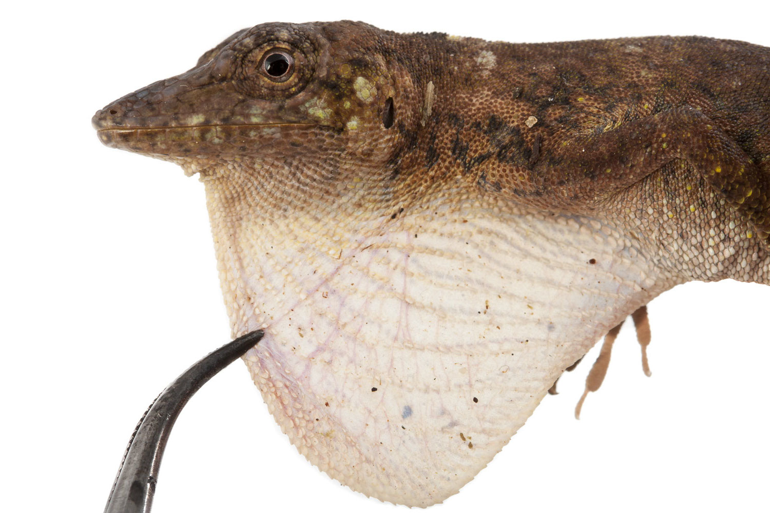 Reptiles del Ecuador