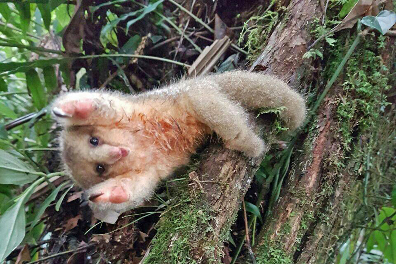 Galería Bioweb Ecuador