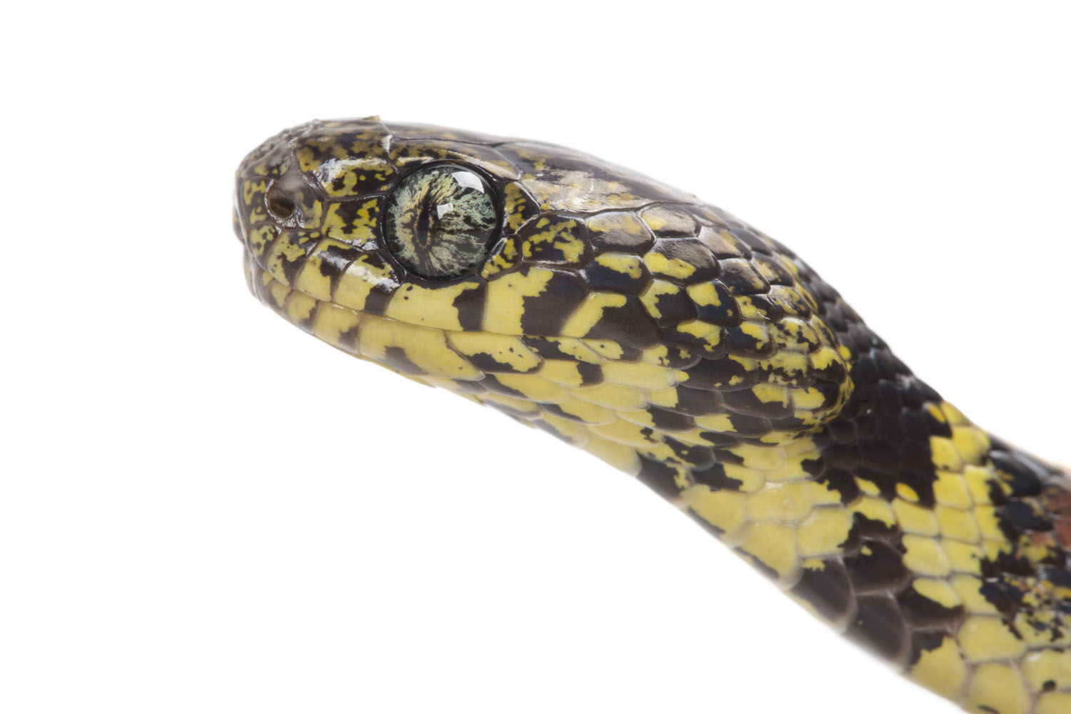 Reptiles del Ecuador