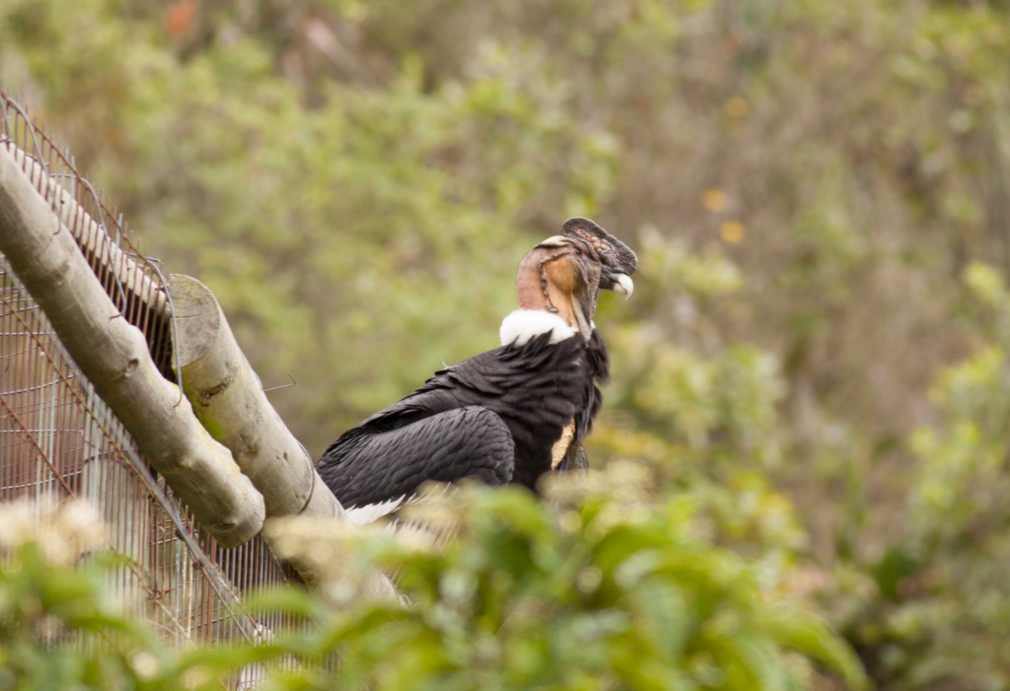 Galería Bioweb Ecuador