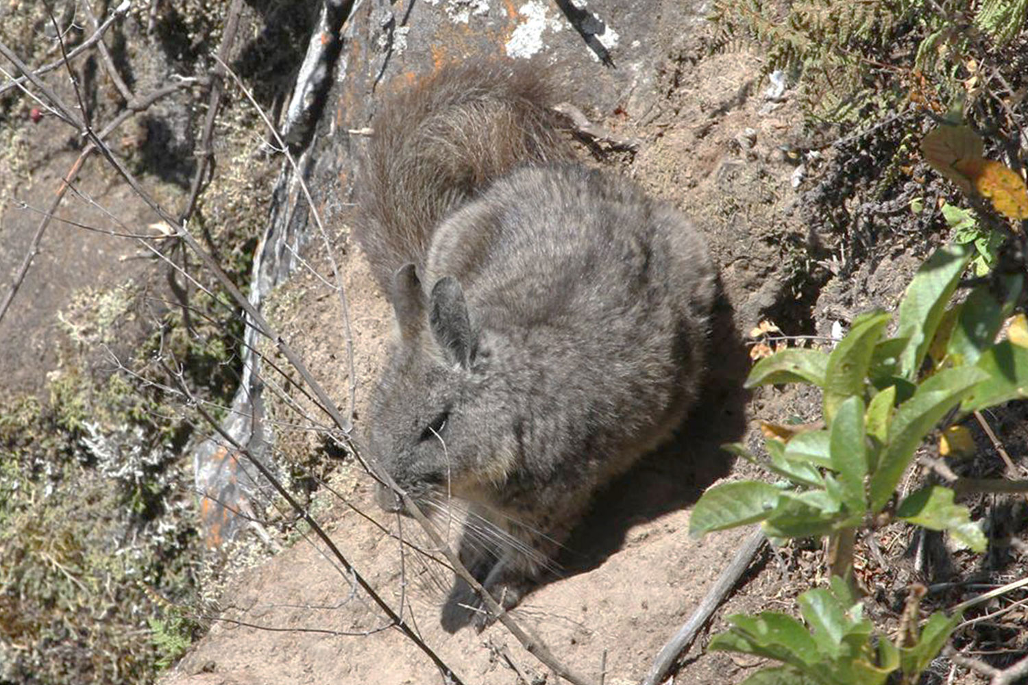 Galería Bioweb Ecuador