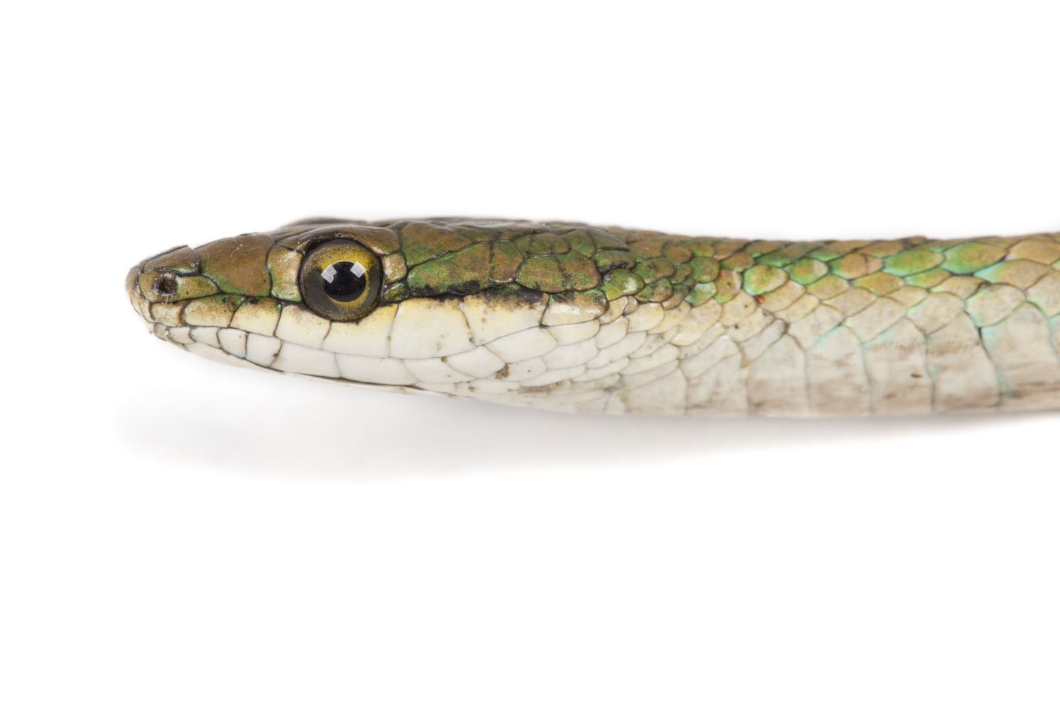 Reptiles del Ecuador
