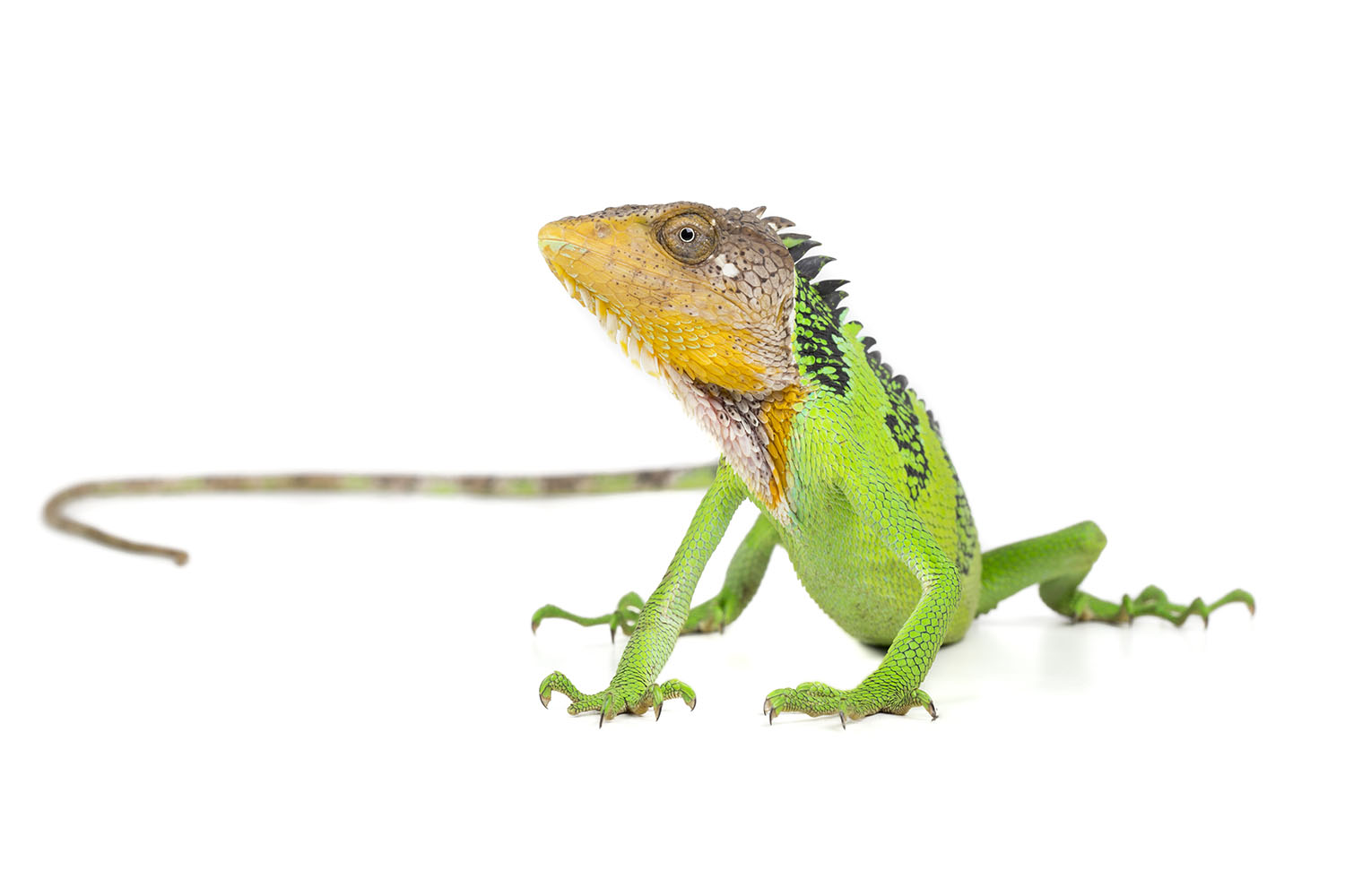 Reptiles del Ecuador