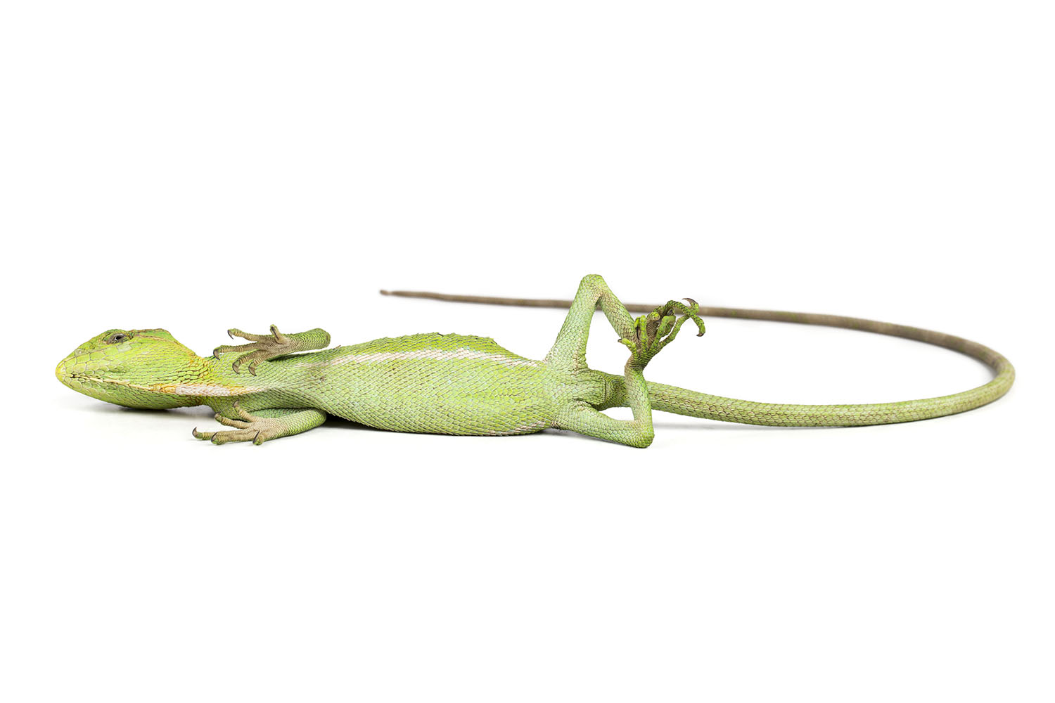 Reptiles del Ecuador