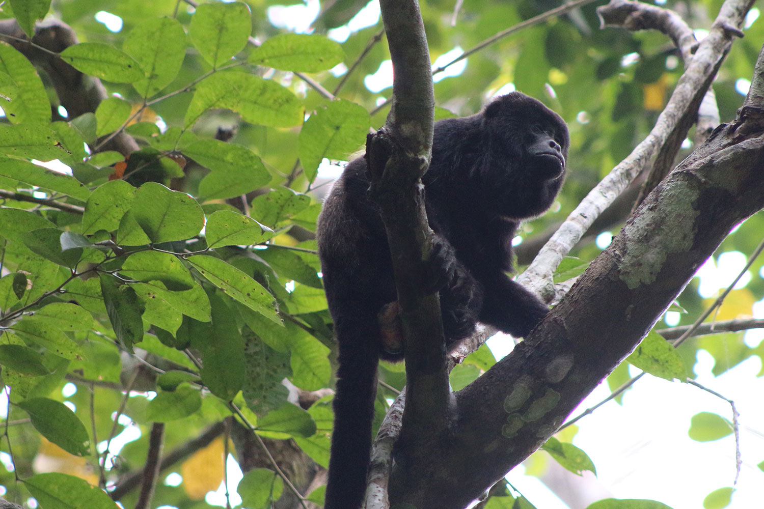 Mamíferos del Ecuador