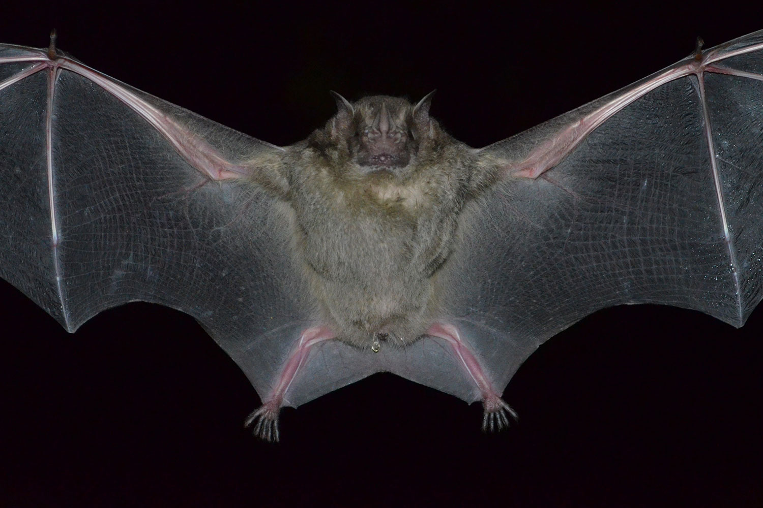 Mamíferos del Ecuador