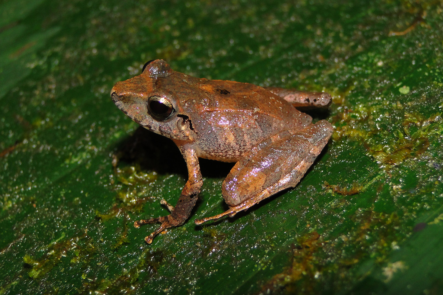 Galería Bioweb Ecuador