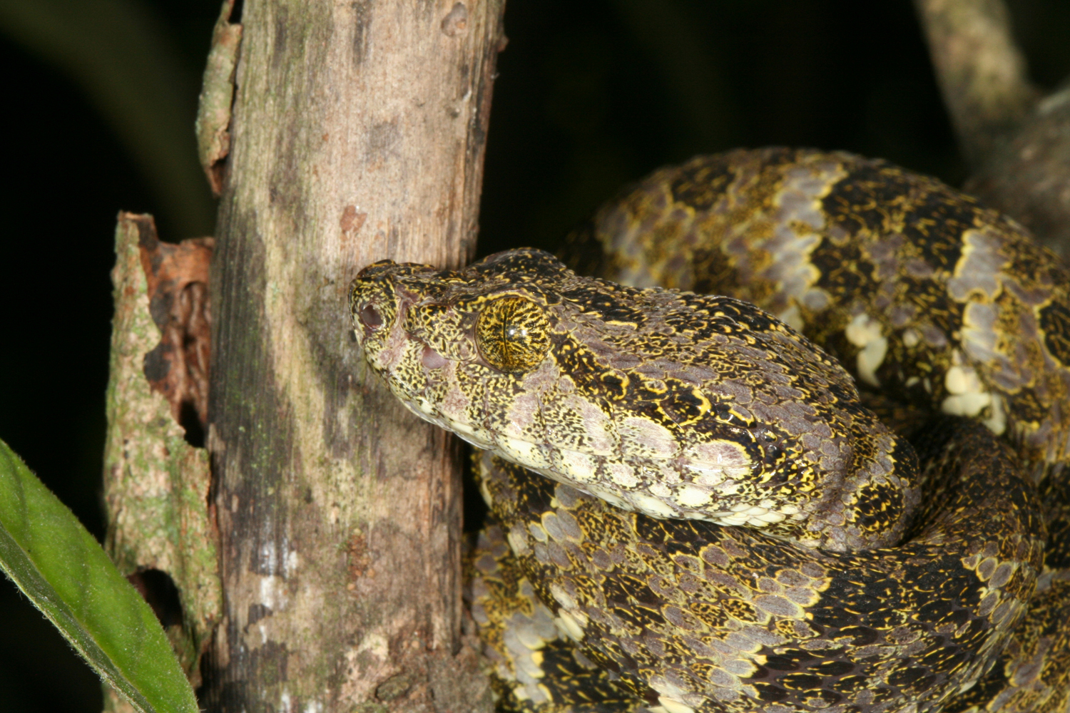 Galería Bioweb Ecuador