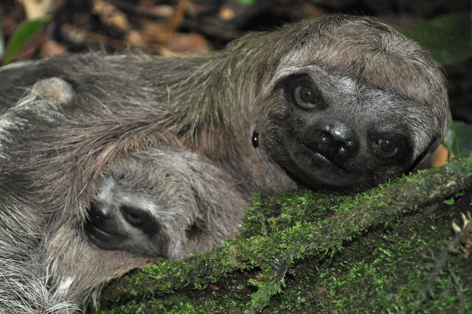 Galería Bioweb Ecuador