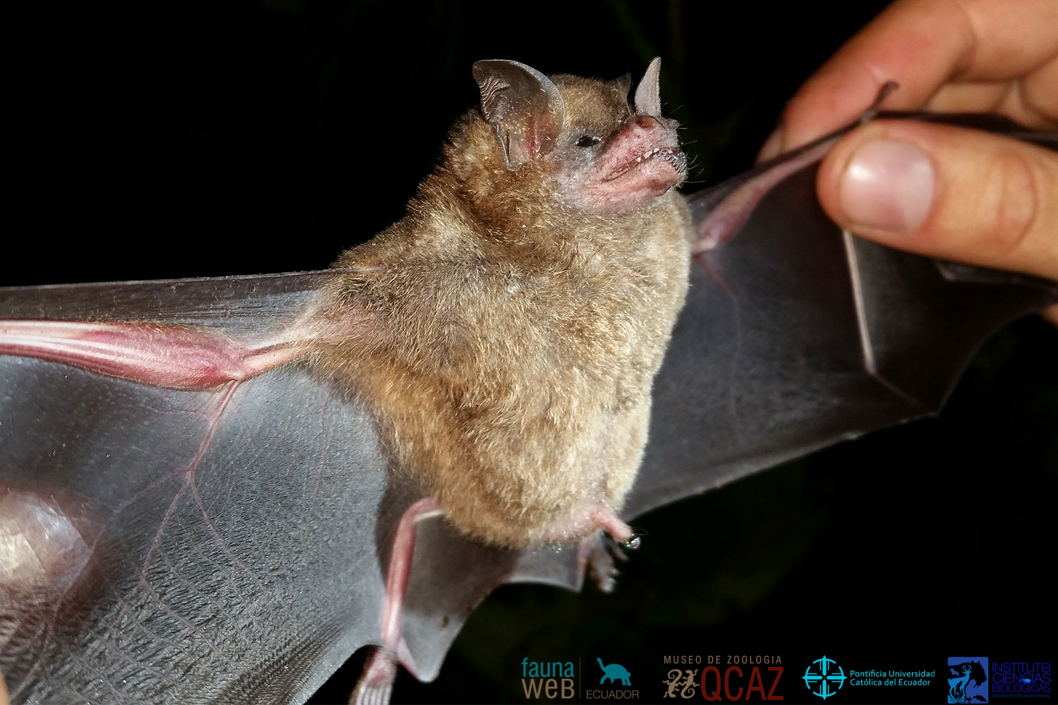 Galería Bioweb Ecuador