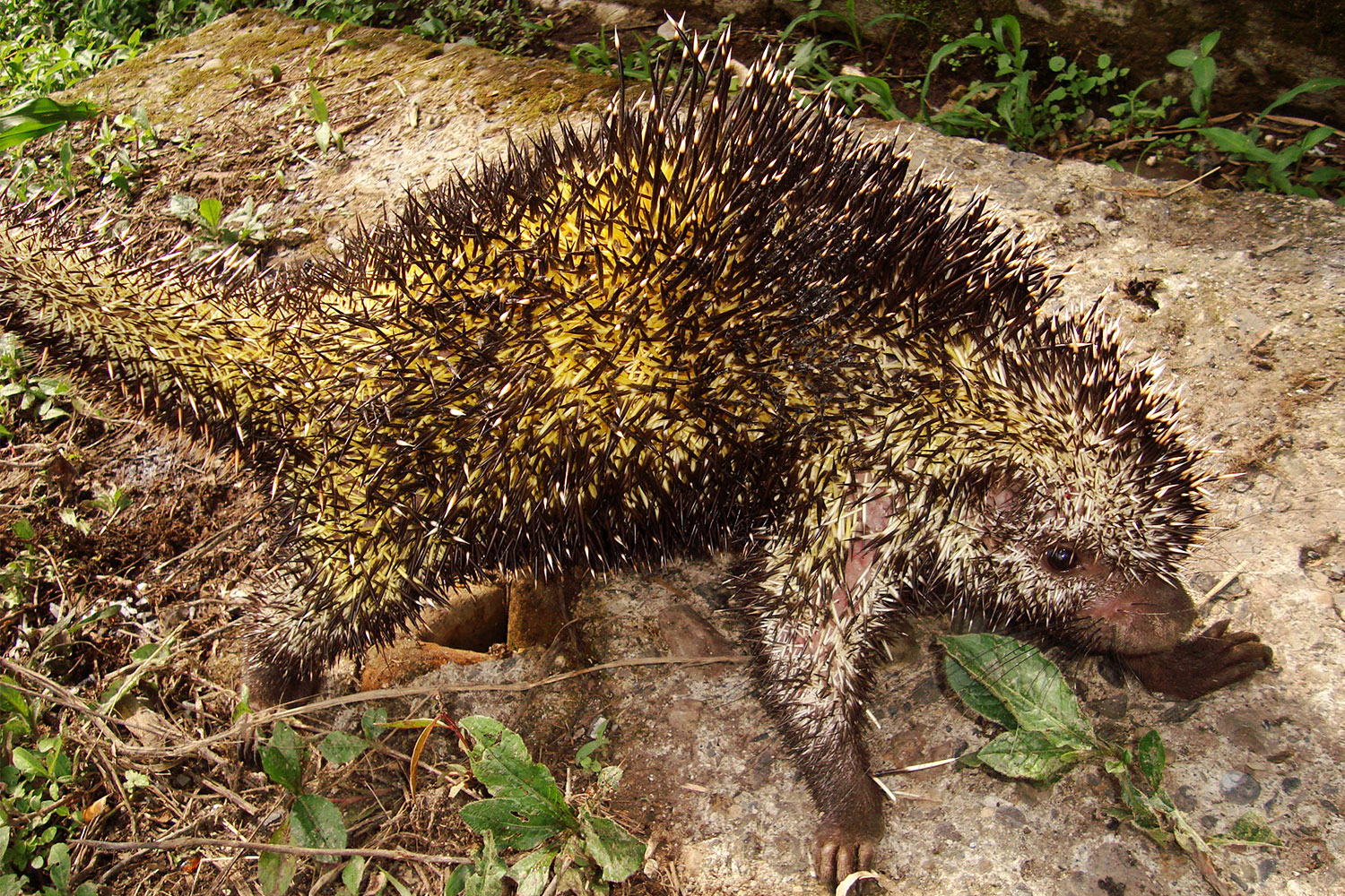 Mamíferos del Ecuador