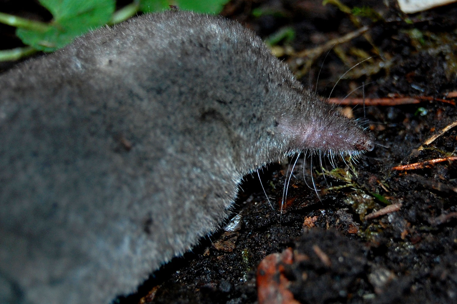 Mamíferos del Ecuador