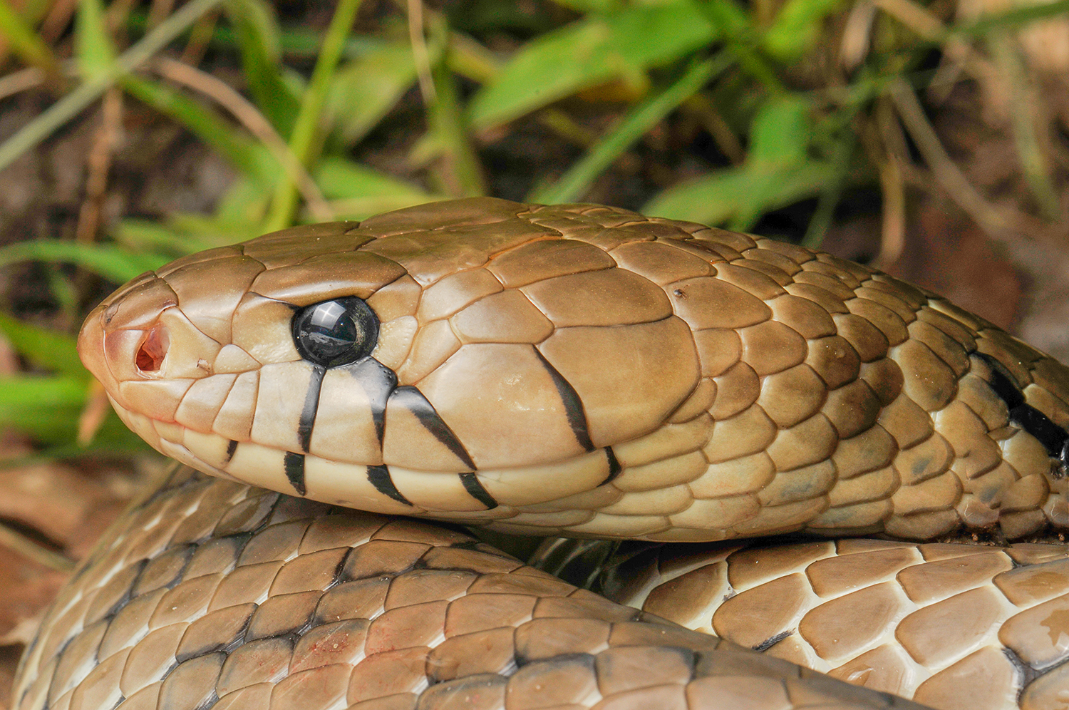 Reptiles del Ecuador