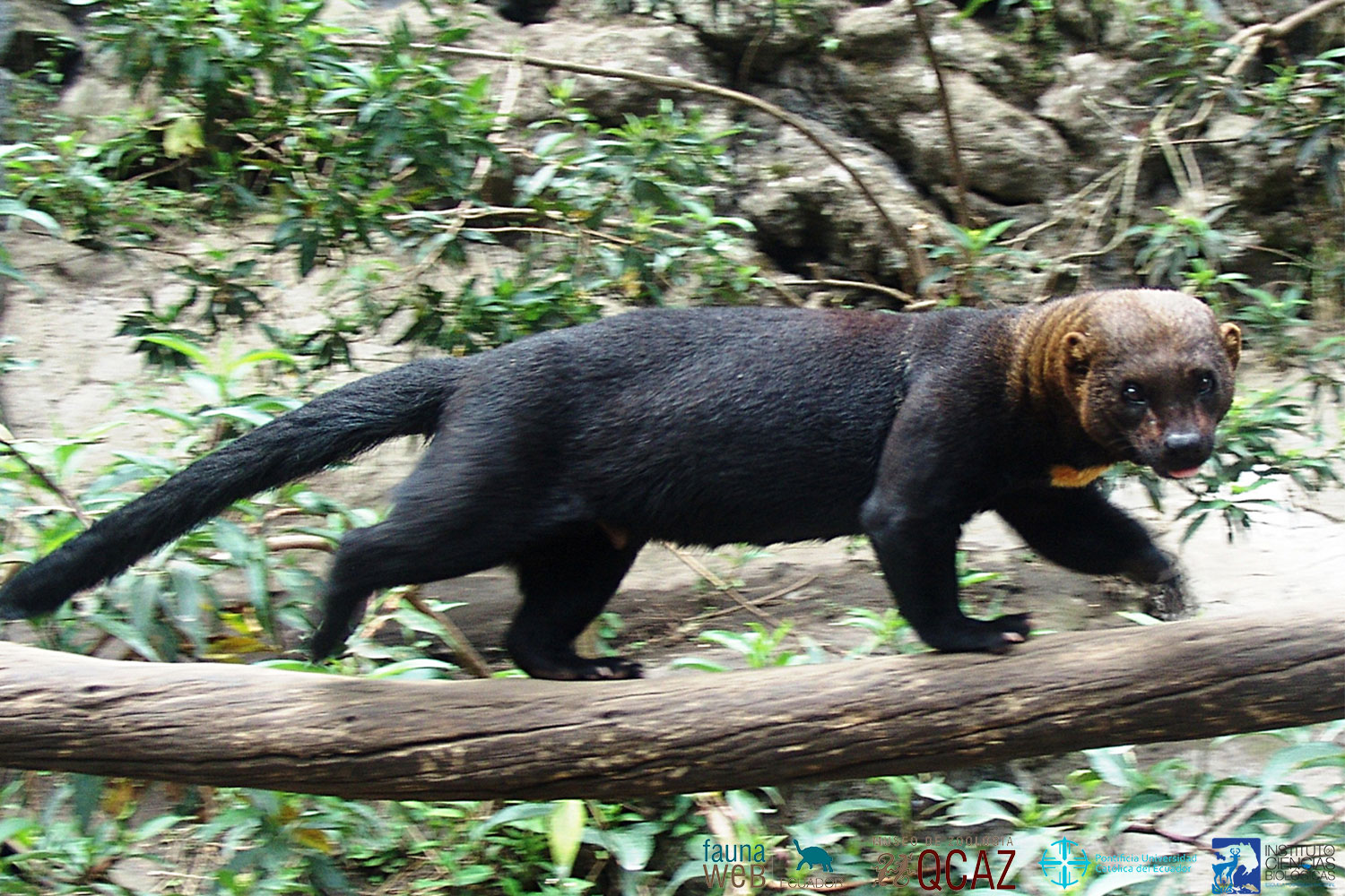 Mamíferos del Ecuador