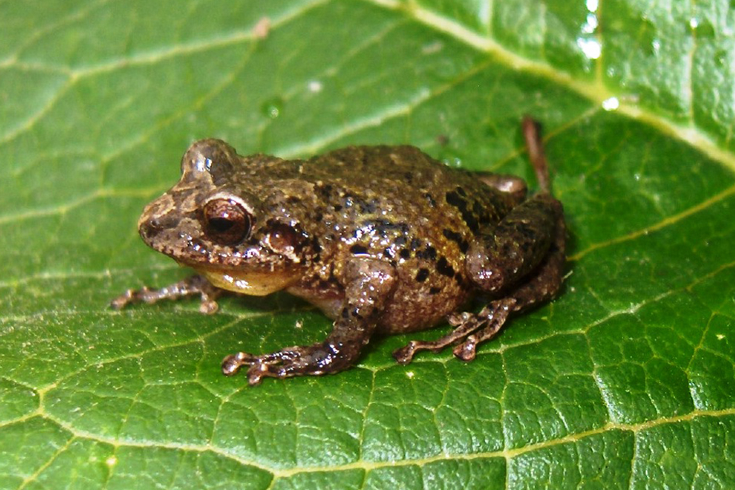 Galería Bioweb Ecuador