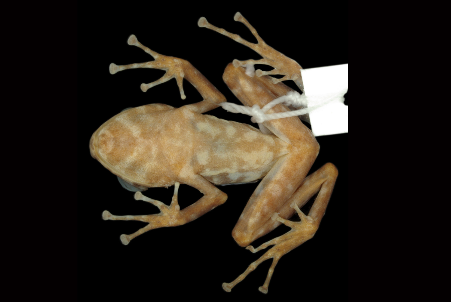 Galería Bioweb Ecuador