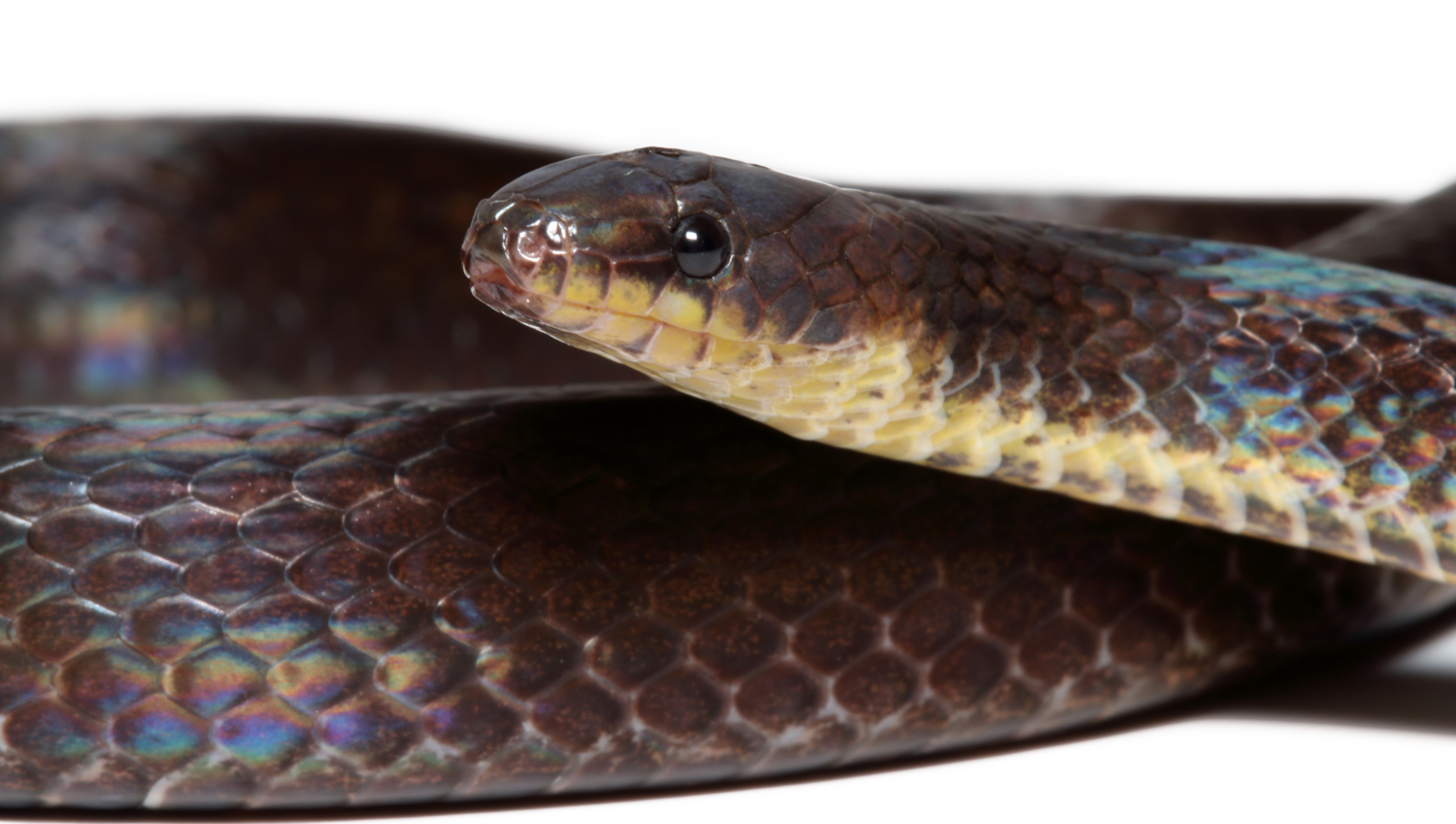 Galería Bioweb Ecuador