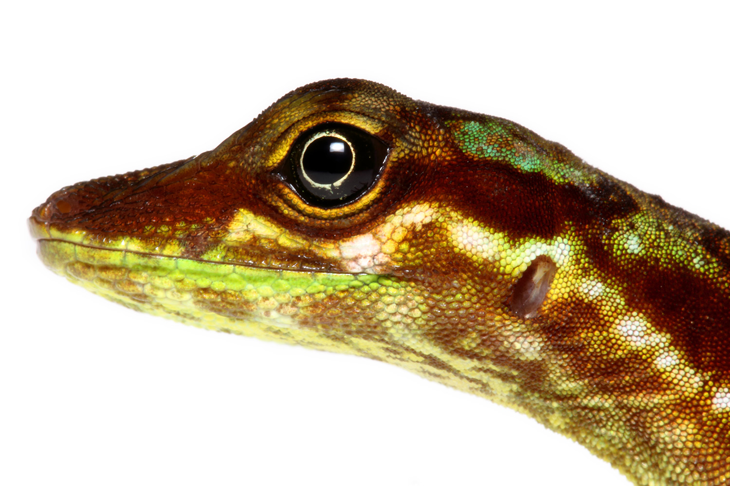 Galería Bioweb Ecuador