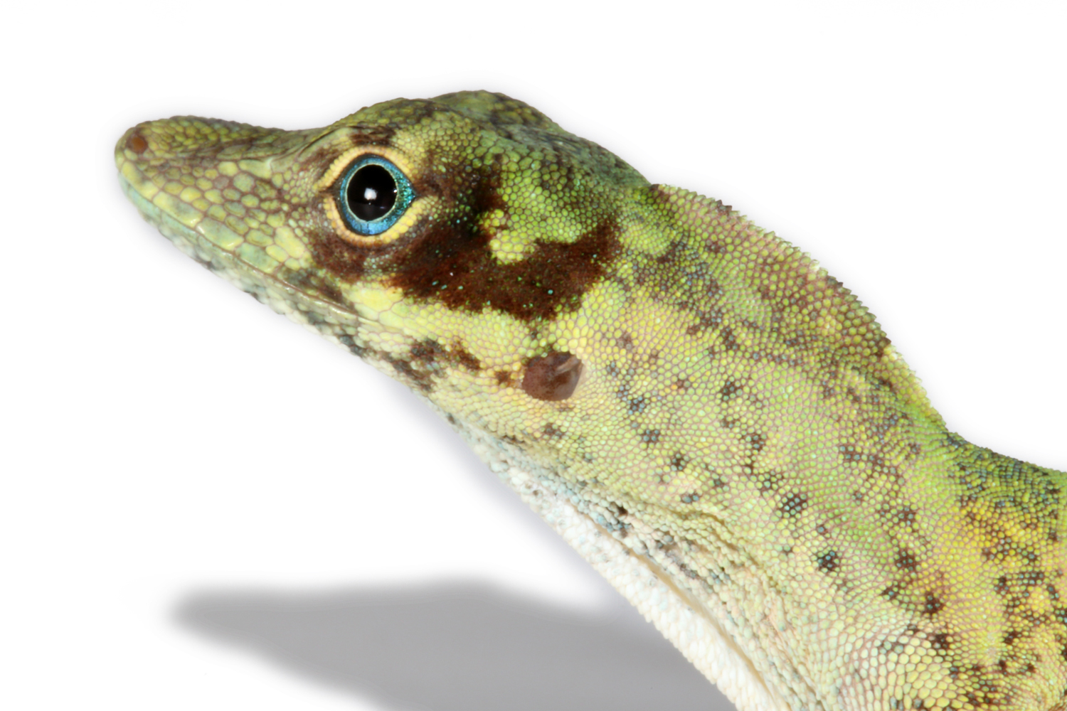 Galería Bioweb Ecuador