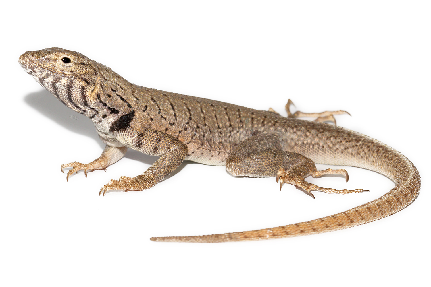 Reptiles del Ecuador