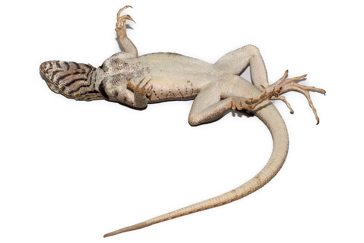 Reptiles del Ecuador