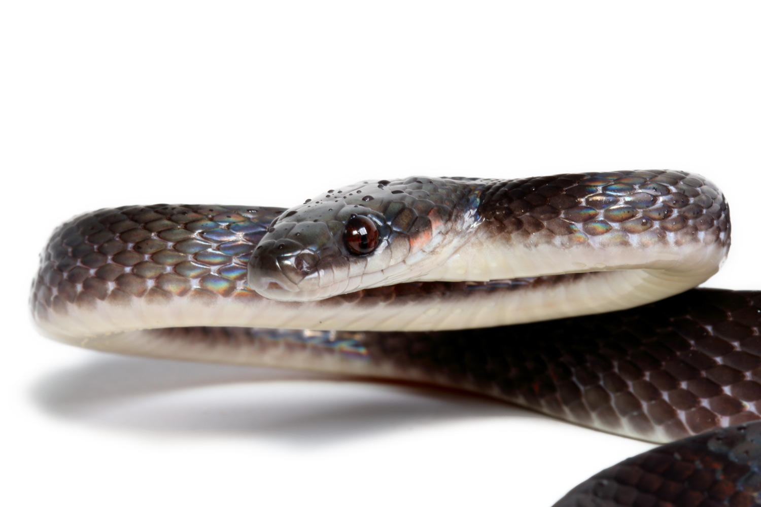 Galería Bioweb Ecuador