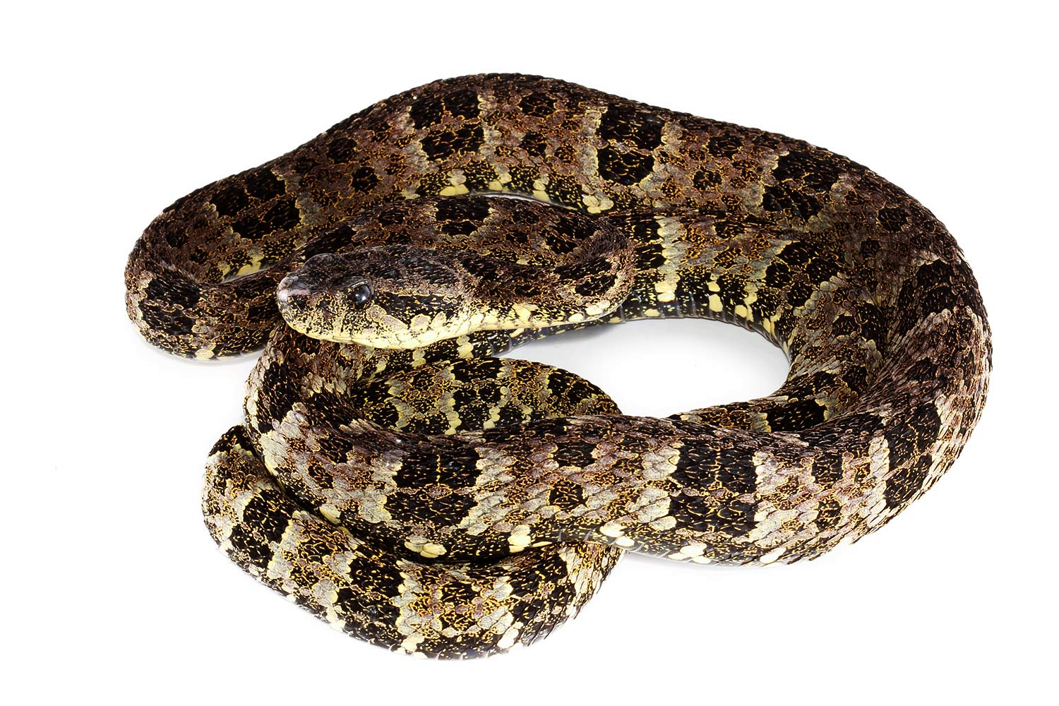 Galería Bioweb Ecuador