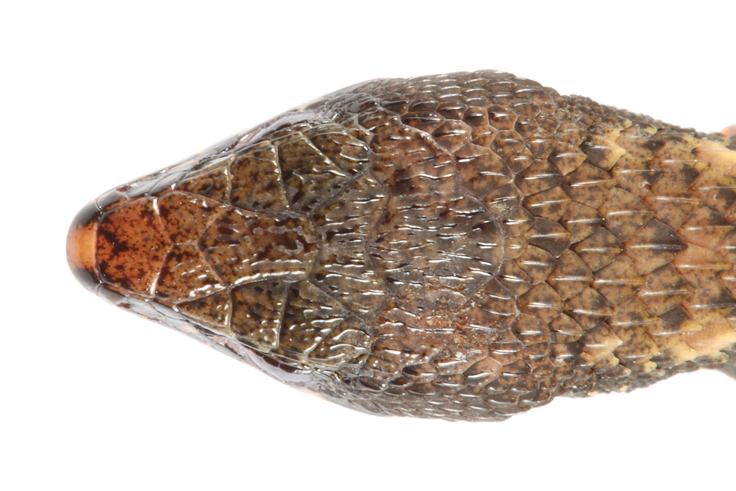 Galería Bioweb Ecuador