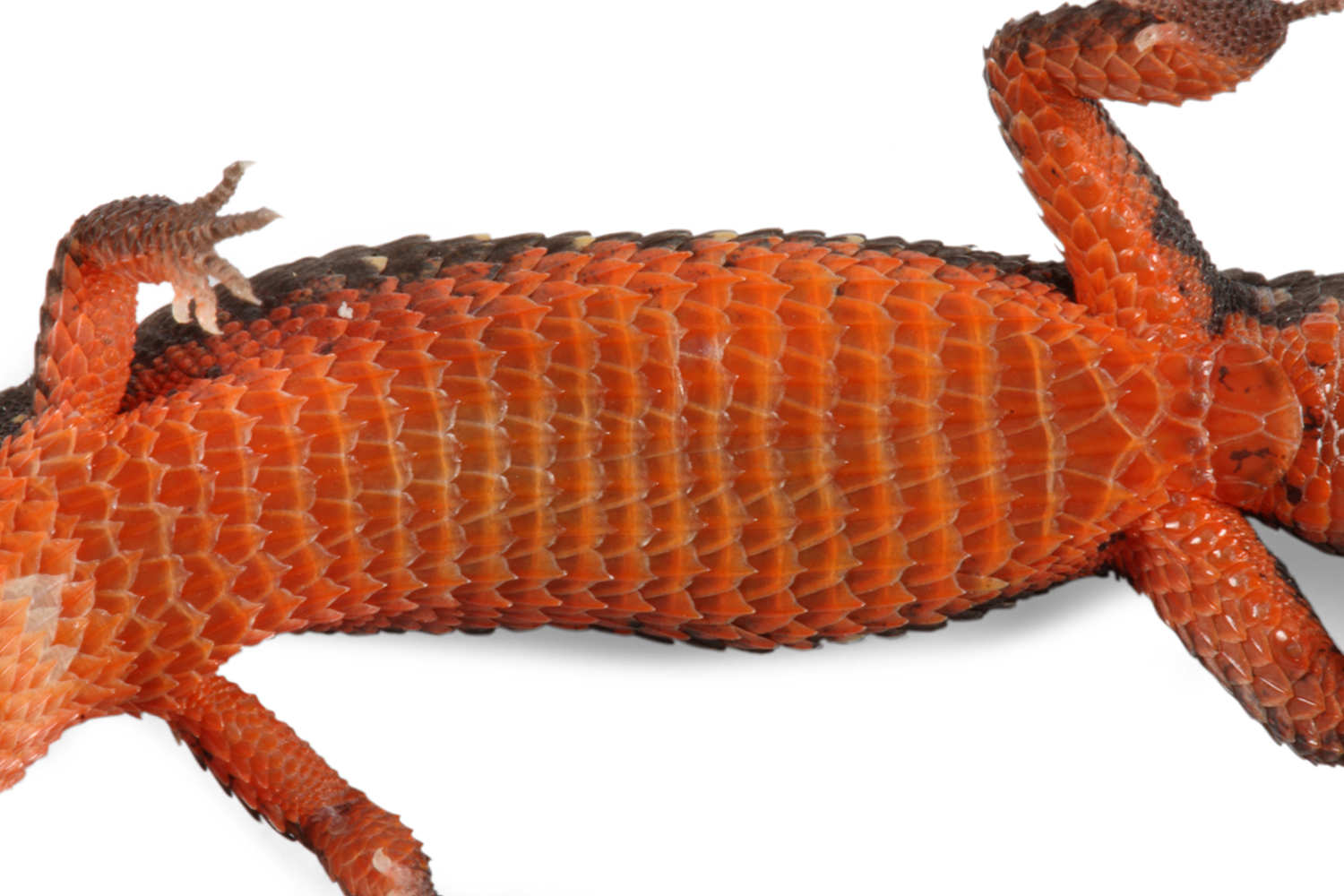 Galería Bioweb Ecuador