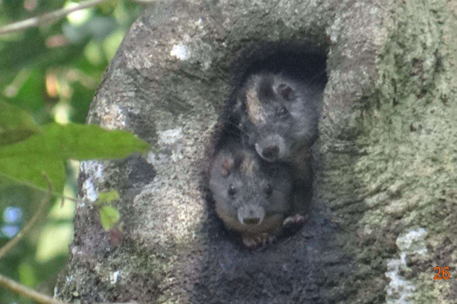 Mamíferos del Ecuador