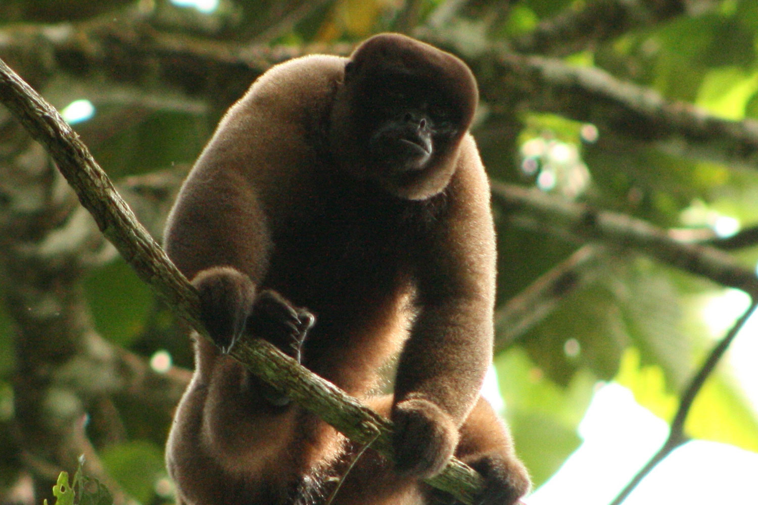 Galería Bioweb Ecuador