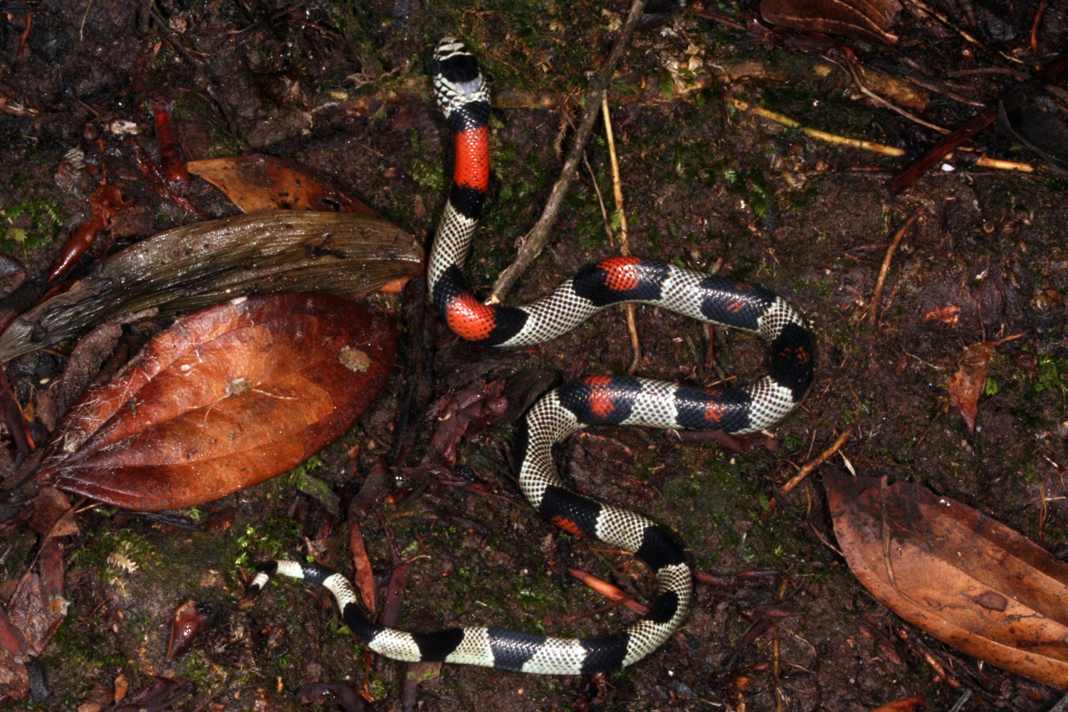 Galería Bioweb Ecuador