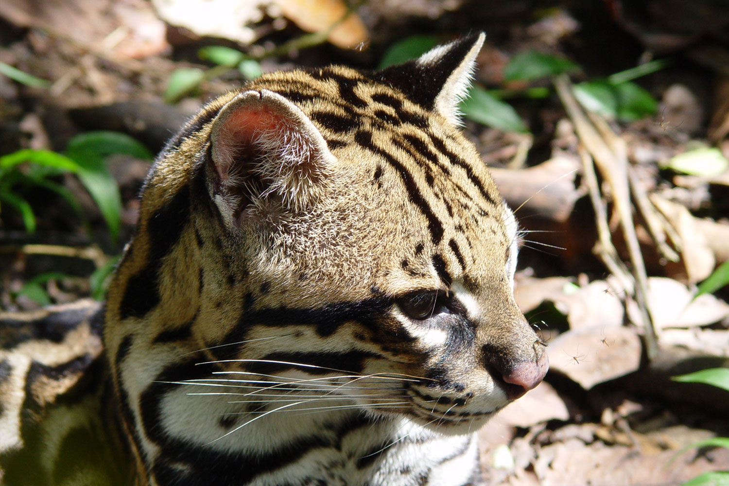 Galería Bioweb Ecuador