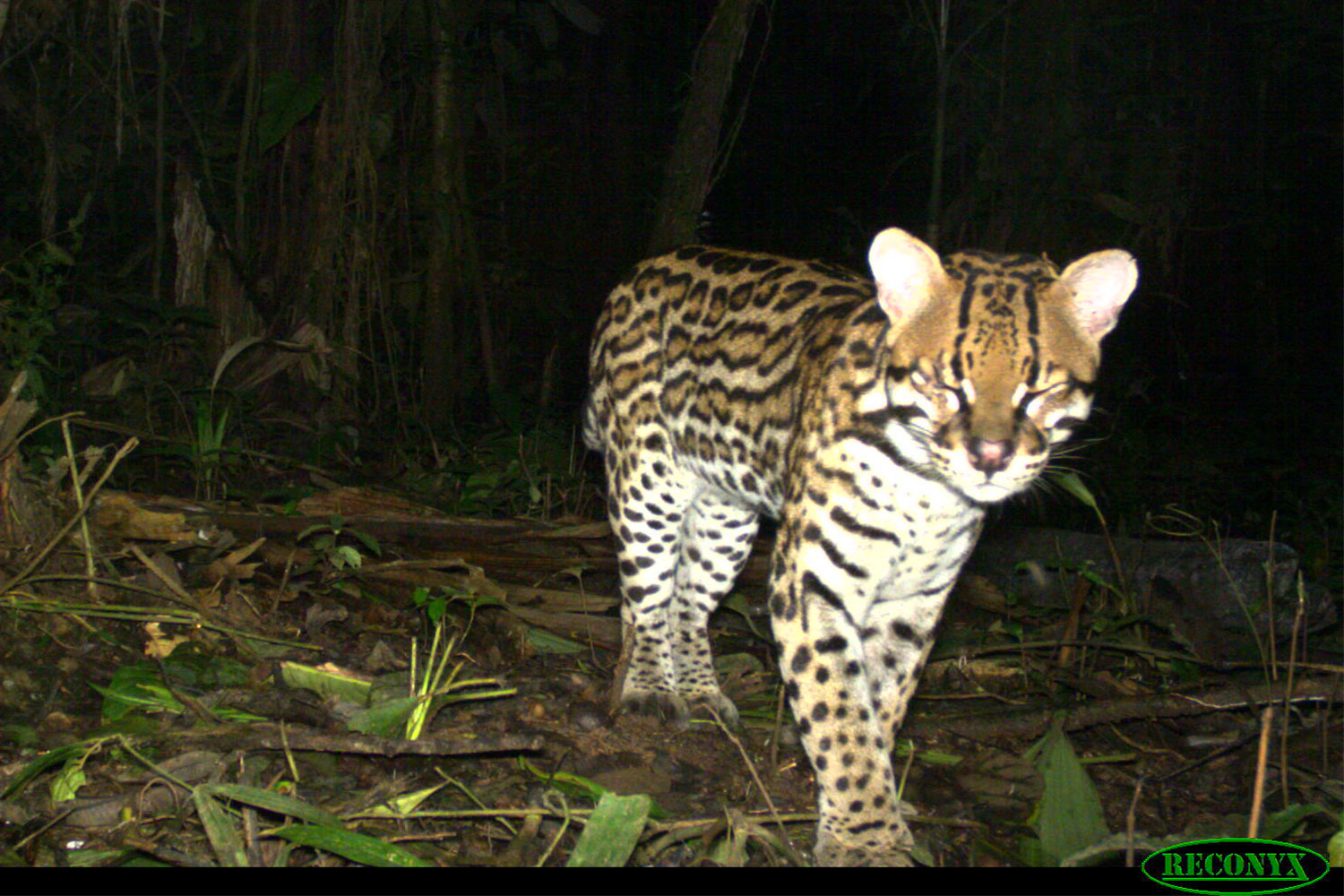 Galería Bioweb Ecuador