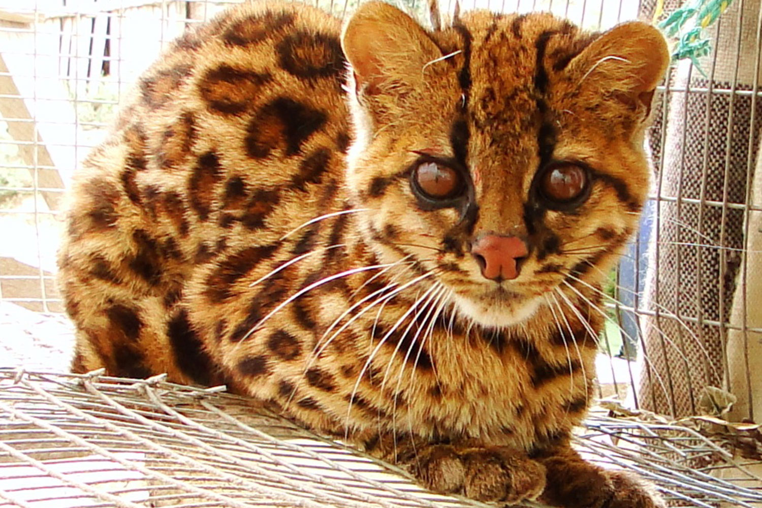 Mamíferos del Ecuador