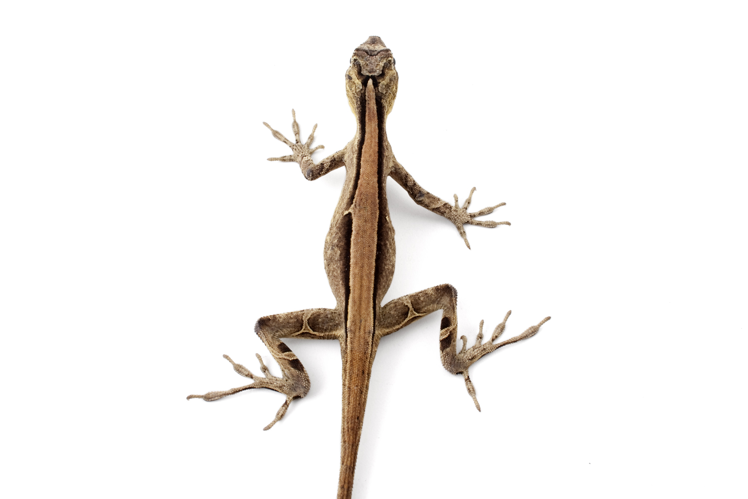 Galería Bioweb Ecuador