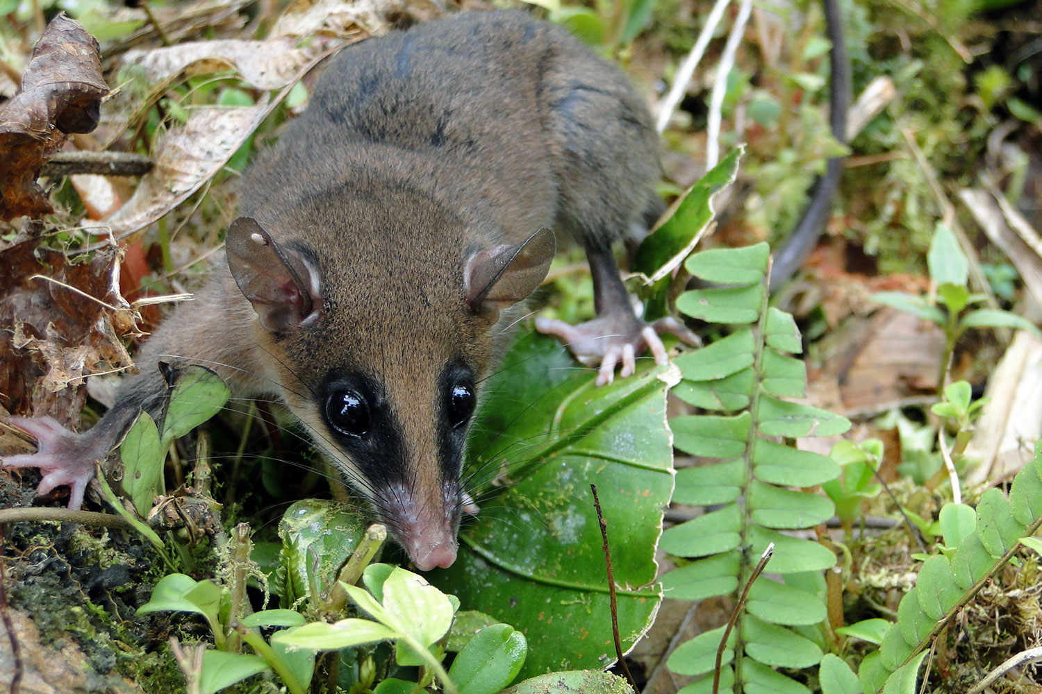 Galería Bioweb Ecuador