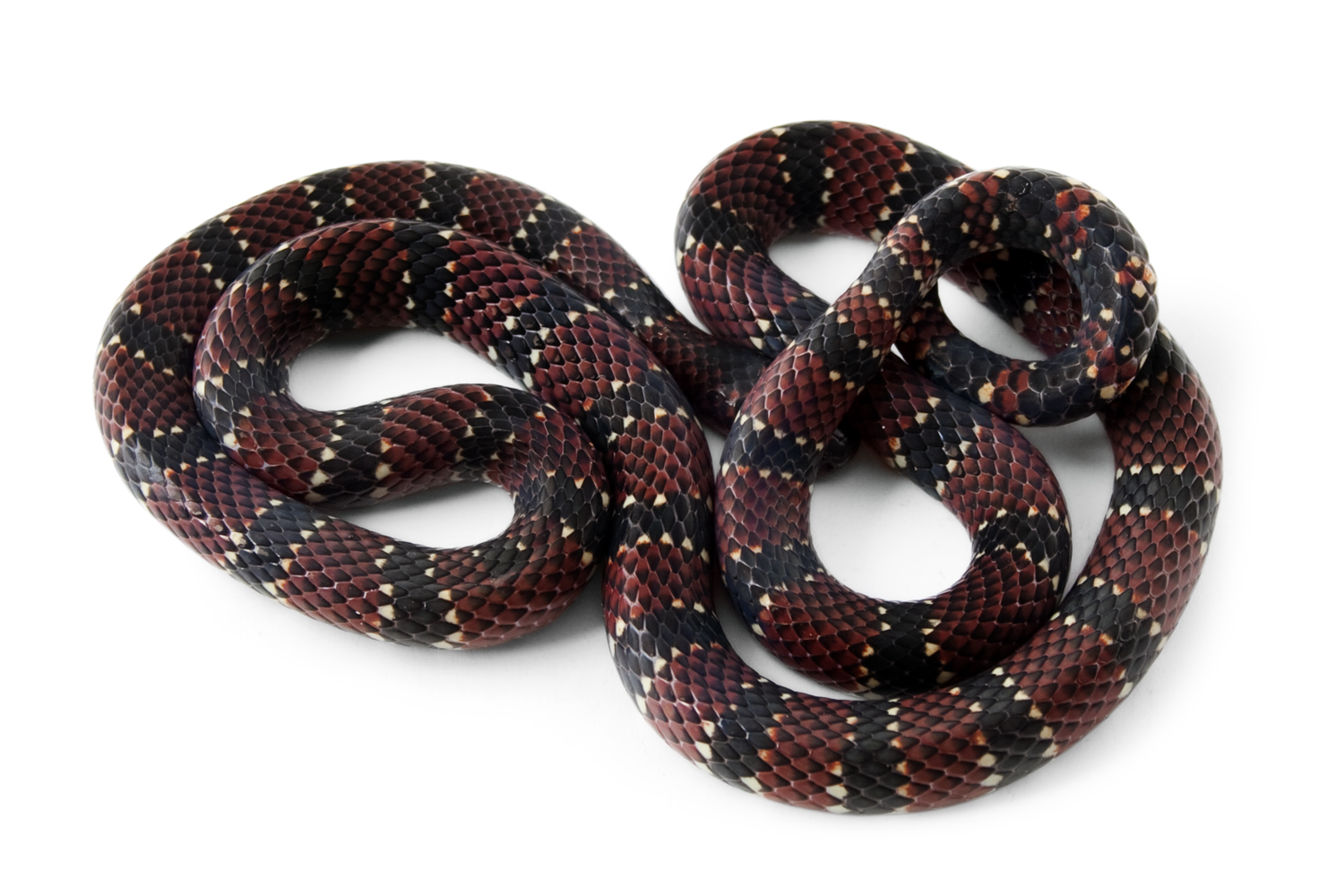 Galería Bioweb Ecuador