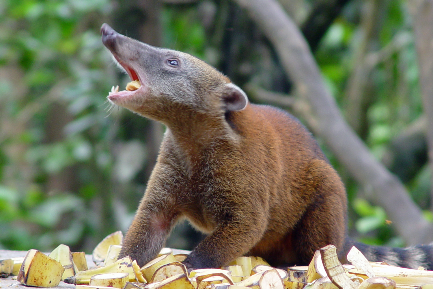 Mamíferos del Ecuador